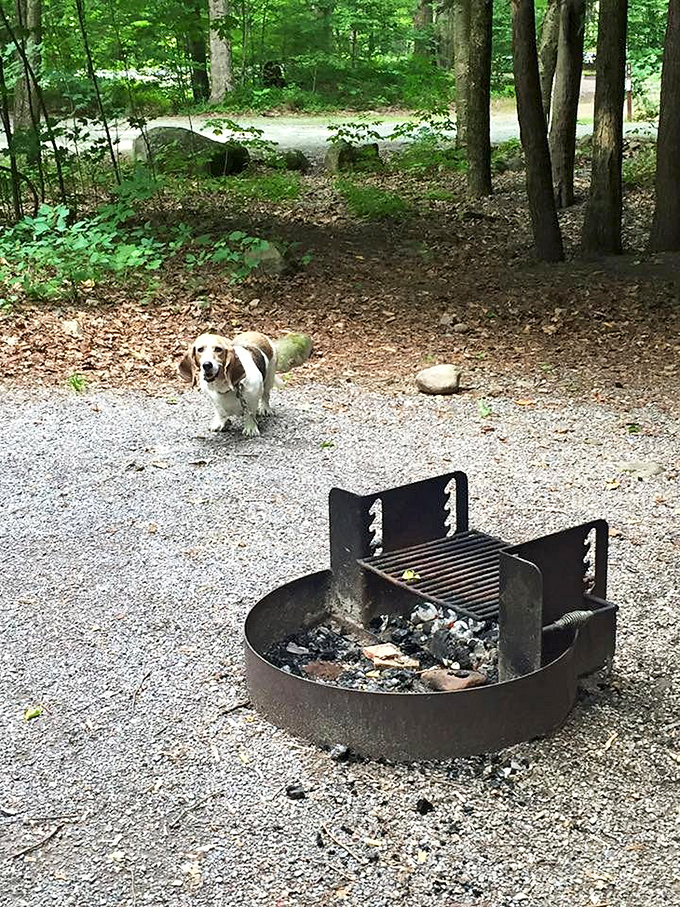 Every campsite needs a quality inspector. This four-legged friend seems to approve of the fire pit setup and pine-scented ambiance.