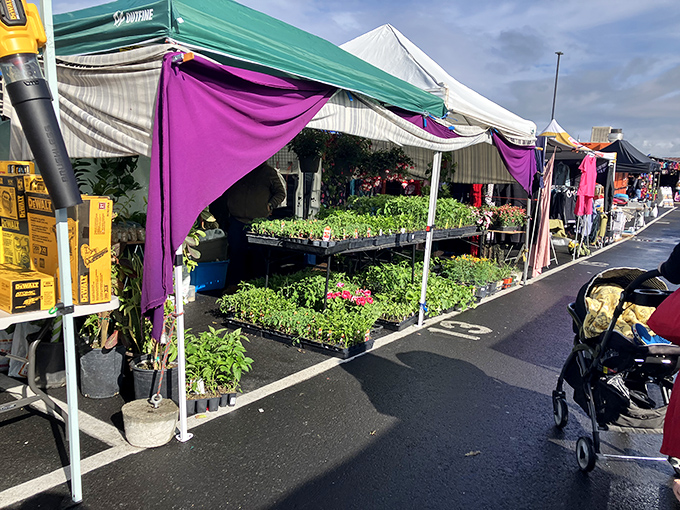 Garden dreams take root at El Rematito. These seedlings represent future salsa ingredients, homegrown pride, and the Central Valley's agricultural heritage.