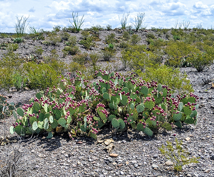 Desert blooms that laugh at drought. This prickly pear cactus dresses up for spring with vibrant flowers that would make any garden envious.