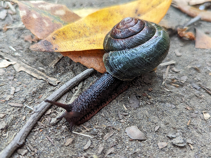 Even the local wildlife moves at a pace that suggests they've figured out life's priorities.