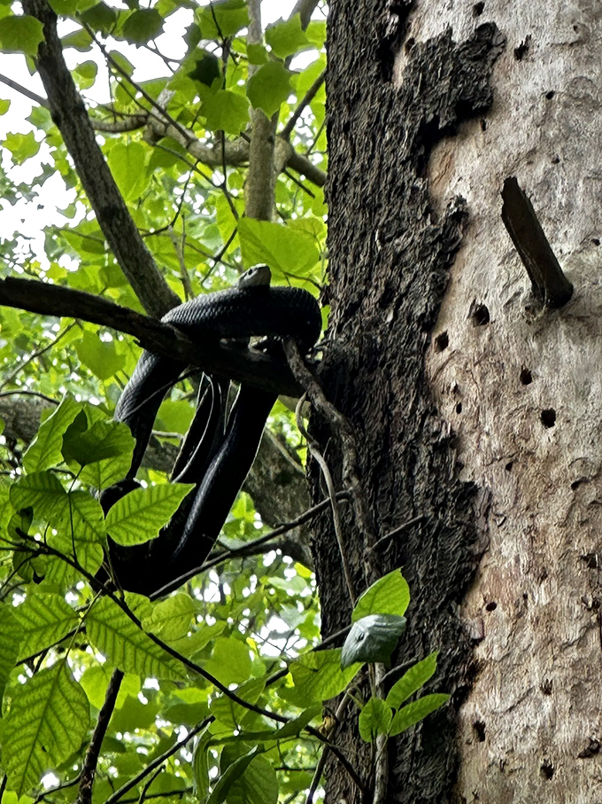 Nature's contortionist at work! This black snake demonstrates flexibility that would make any yoga instructor jealous.