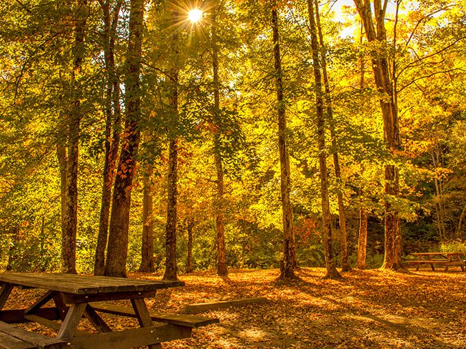 Golden hour in the forest creates the kind of lighting that photographers chase and Instagram filters try desperately to replicate. Nature's own magic hour.