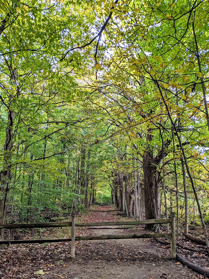 A cathedral of trees forms a perfect archway above this trail, creating the sense you're walking through nature's own sacred corridor.