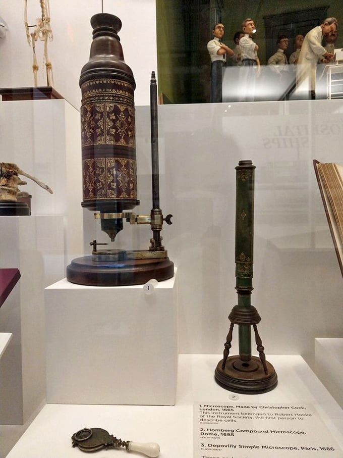 These magnificent microscopes opened whole universes to curious eyes. Like culinary tools that transformed humble ingredients into masterpieces, they revealed life's hidden recipes.