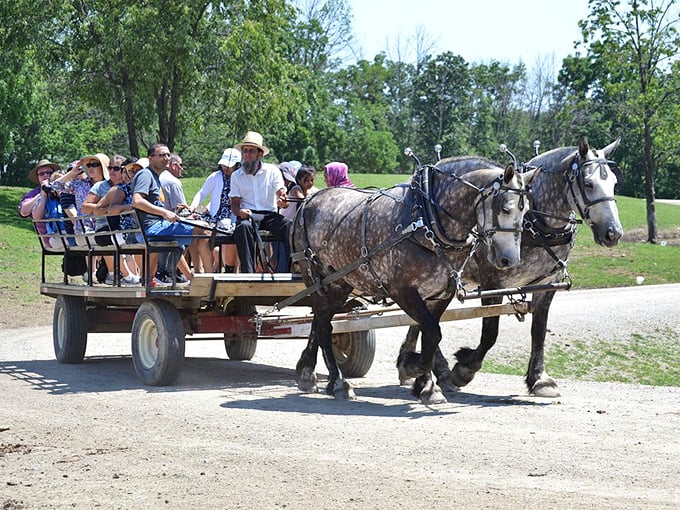 Horse-drawn wagon rides: where tourists discover the original suspension system was designed by nature, and conversation replaces the constant ping of notifications.