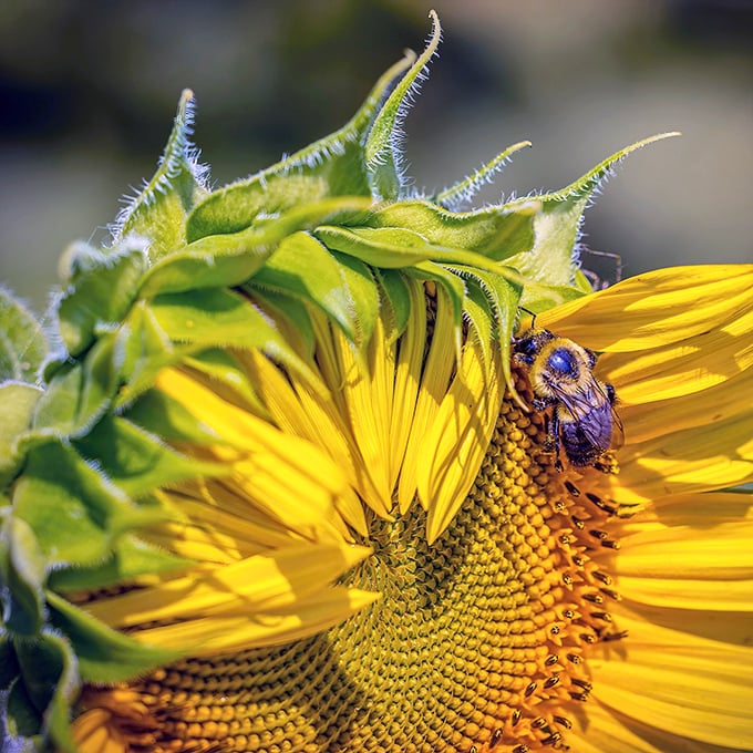 The unsung hero of the sunflower show. This industrious bee doesn't know it's creating the perfect close-up photo opportunity.