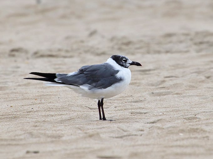 The beach's most discerning critic surveys his domain. This laughing gull has probably seen more sunrises here than any human visitor.