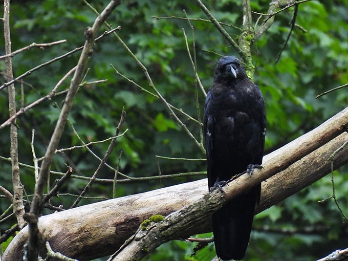 A raven contemplates its woodland domain. These intelligent birds are like the philosophers of the forest, watching our human follies with amusement.