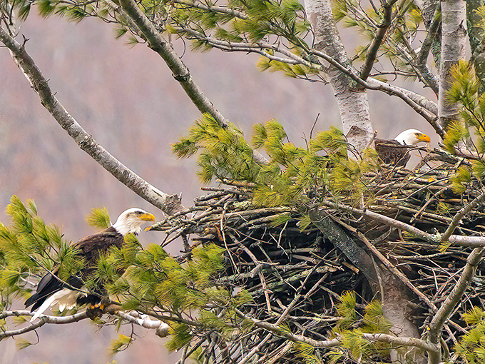 Eagle roommates discussing who forgot to take out the trash. Nature's version of "The Odd Couple" plays out in treetop splendor.