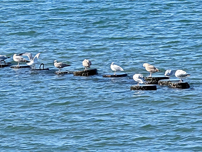 Lake Erie's feathered committee holds an impromptu meeting, seemingly discussing the day's fishing report and optimal sunbathing techniques.