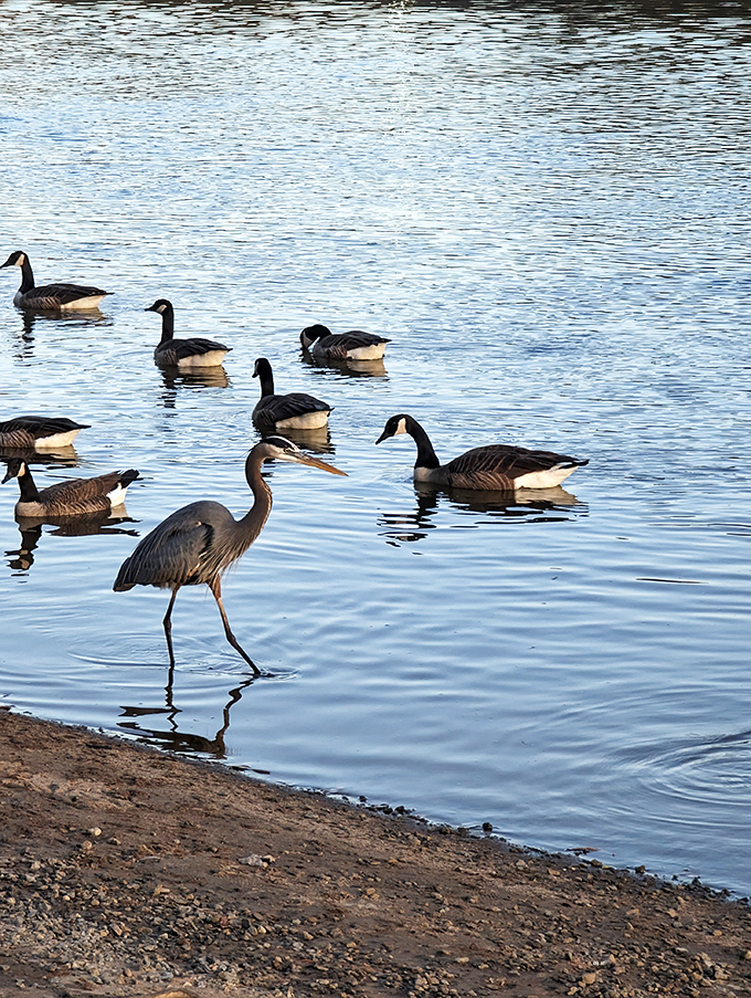 Nature's welcoming committee &ndash; a great blue heron leads the geese in what looks suspiciously like a riverside conga line.