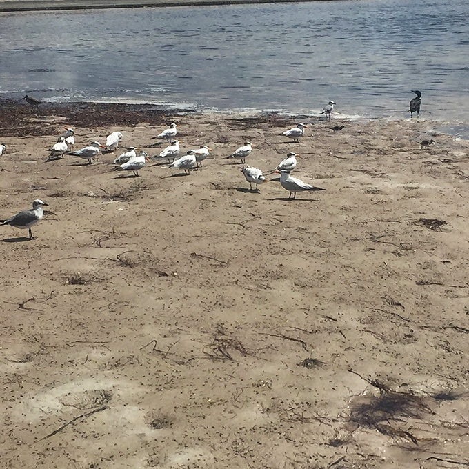 The local welcoming committee assembles for an impromptu meeting. These feathered residents don't charge for photo ops, but bread crumbs are appreciated.