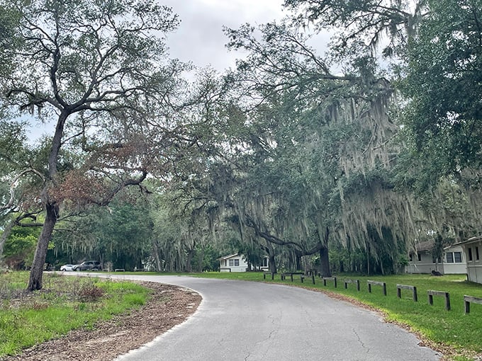 Spanish moss drapes over the road like nature's own decorative bunting. Southern hospitality starts with the trees themselves.