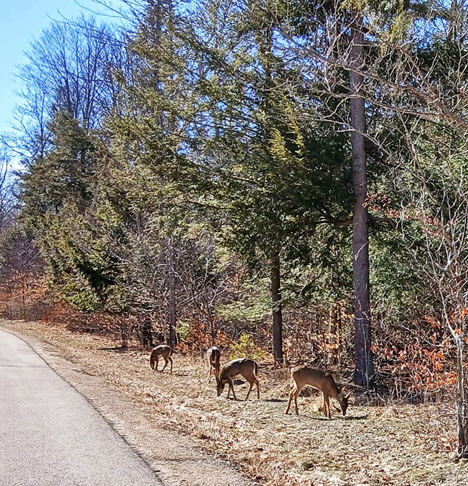 Local residents pause for an impromptu roadside meeting. These deer remind us that Whitefish Dunes remains wild at heart despite its popularity with human visitors.