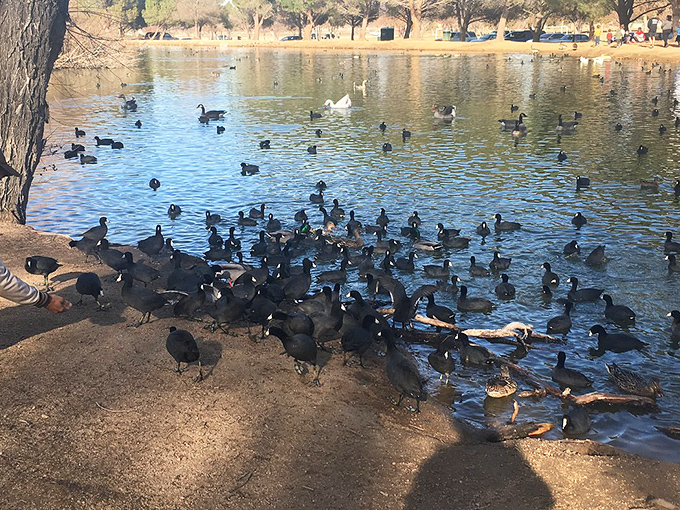 These waterfowl have clearly read the retirement brochure too&mdash;gathering daily for their own version of a social club.