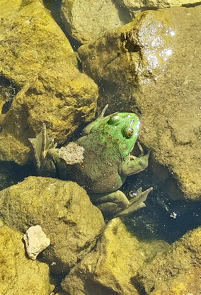 Meet the unofficial greeter of Thunder Bay Falls &ndash; this emerald amphibian didn't make the tourism brochure, but he's been working here longer than anyone.