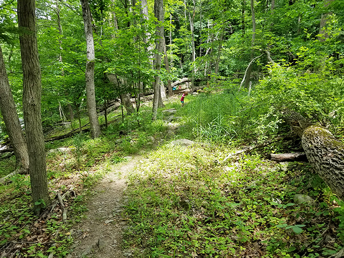 The forest trail meanders through dappled sunlight, inviting explorers to discover what lies around the bend. Narnia probably isn't there, but one can hope.