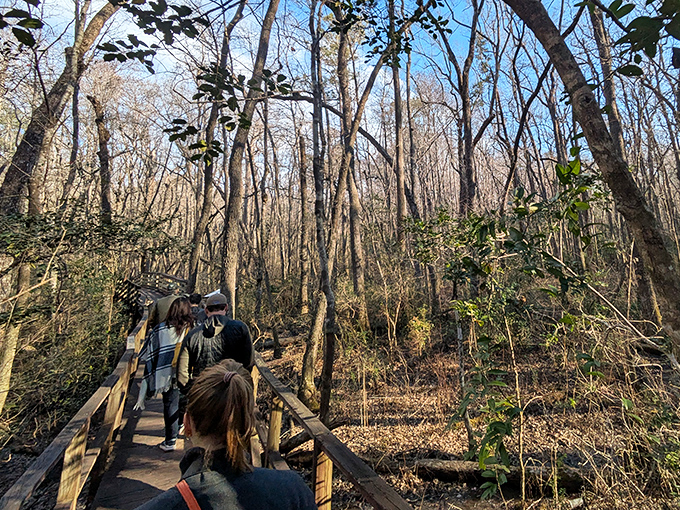 The elevated boardwalk carries visitors through winter's bare beauty, revealing the architectural bones of the forest usually hidden by summer's leafy curtain.