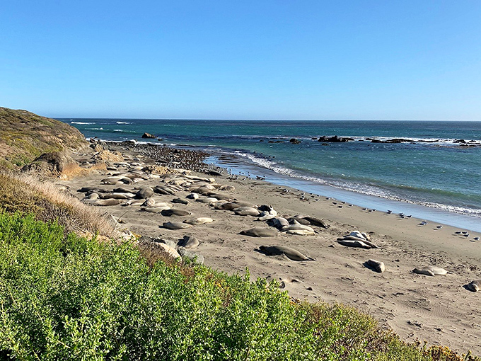 Nature's most impressive loafers. These sea lions have mastered the art of retirement&mdash;sunbathing, occasional swimming, and judging passersby with sleepy eyes.