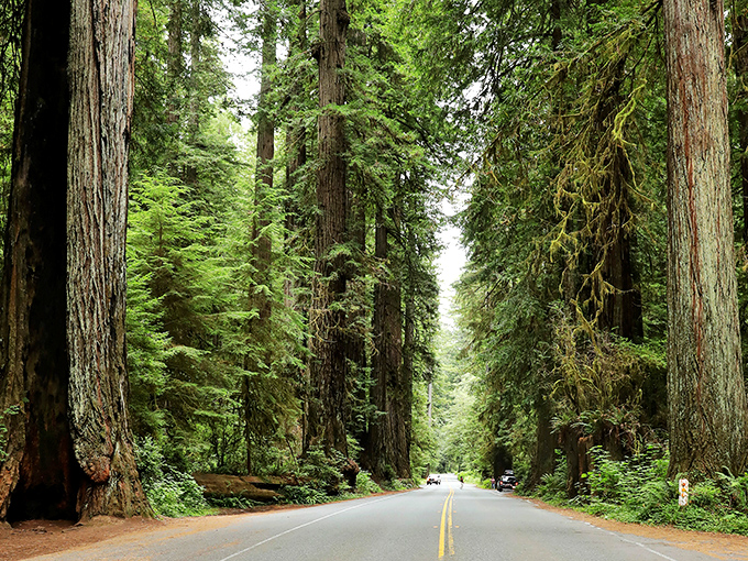 The Newton B. Drury Scenic Parkway cuts through ancient redwoods, creating a corridor where sunlight filters through in ethereal beams.