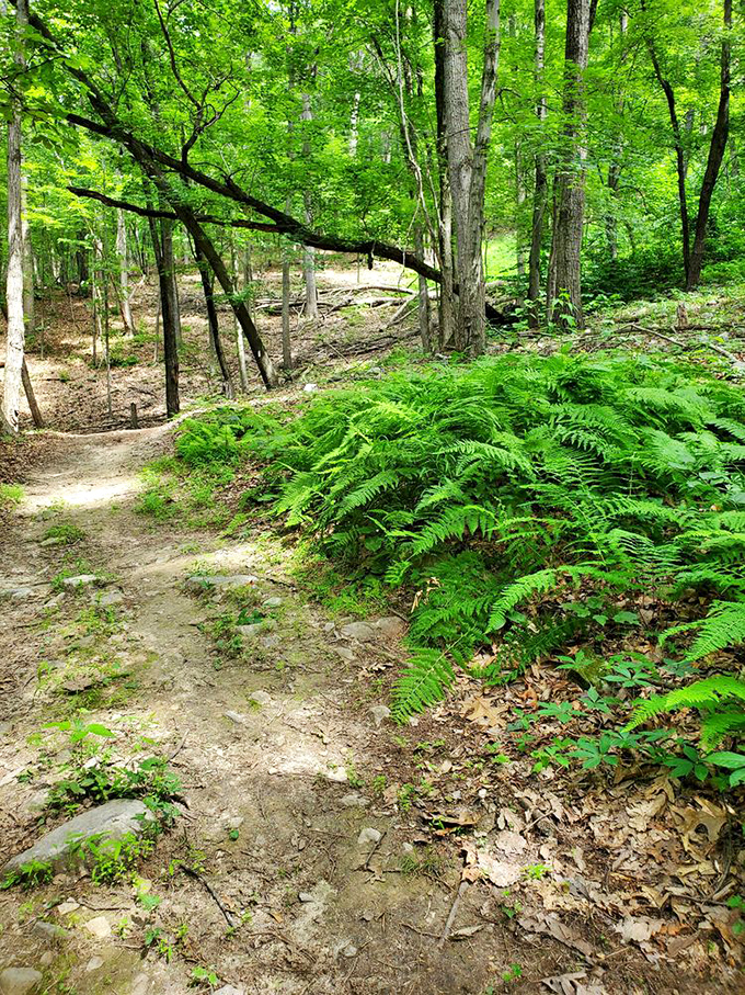 Sunlight filters through the towering trees, inviting you to wander along this peaceful forest trail surrounded by lush, vibrant ferns.