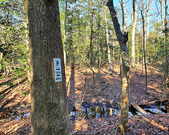 Trail markers: the unsung heroes of wilderness exploration, preventing your "quick nature walk" from becoming an unexpected camping trip.