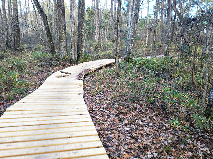 This wooden boardwalk trail invites exploration through Milledgeville's natural side. Mother Nature's red carpet treatment doesn't require formal attire&mdash;just comfortable shoes.