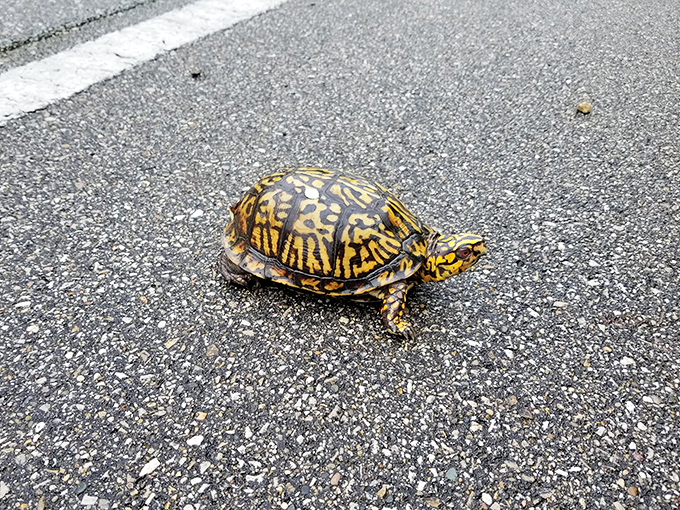 Even the local box turtles know a good thing when they see it. This little fellow is on his own Harmonie hiking adventure, just at a different pace.