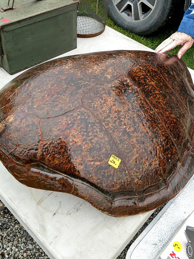 Not your average paperweight! This massive turtle shell represents the unexpected natural history specimens that occasionally surface at Armada.