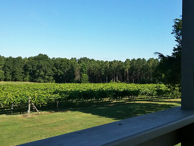 Newberry's vineyards prove that good wine, like good conversation, doesn't need a Napa address to leave a lasting impression.