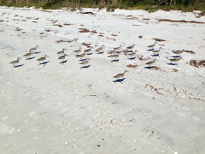 Beach committee meeting in progress. These shorebirds gather daily to discuss important matters like tide schedules and shell distribution.