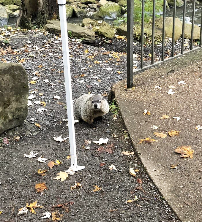 "Excuse me, do you have a moment to talk about groundhog conservation?" This little resident clearly owns the place.