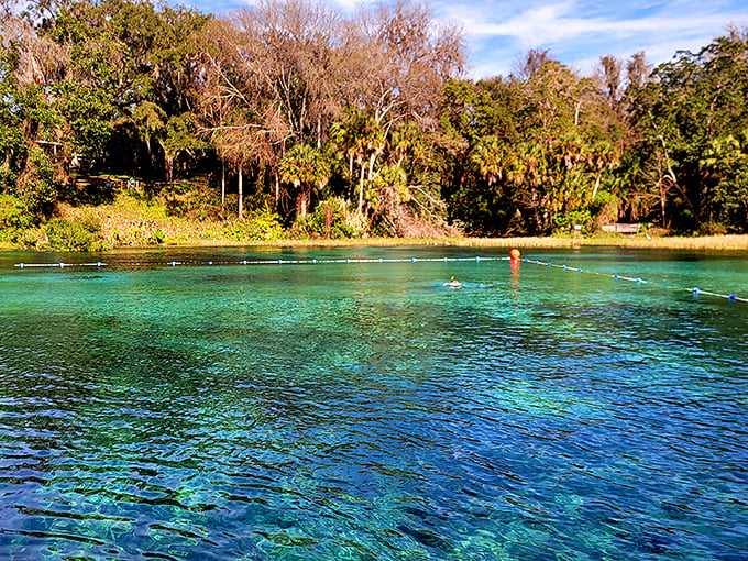 Rainbow Springs' emerald waters beckon swimmers into a refreshing 72-degree embrace, no matter what the thermometer says outside.