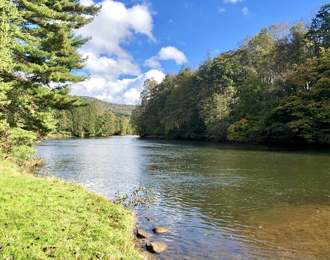 Gold-dipped paradise! Sang Run's autumn riverbanks showcase nature's most spectacular color show.