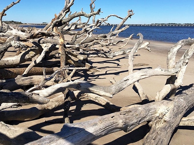 Like ghostly sculptures rising from the sand, these driftwood sentinels tell stories of storms and time.