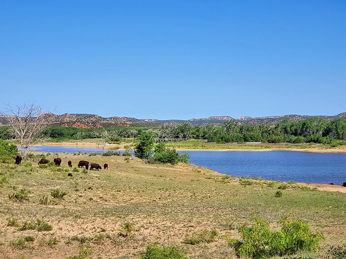 Where buffalo still roam! Caprock Canyons' landscape looks like someone spilled Arizona into Texas when the state lines were being drawn.