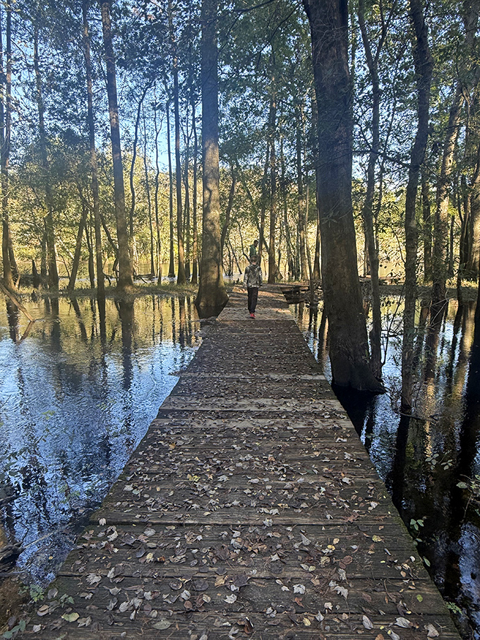 This wooden boardwalk through Colleton feels like walking through a scene Hollywood couldn't improve upon.