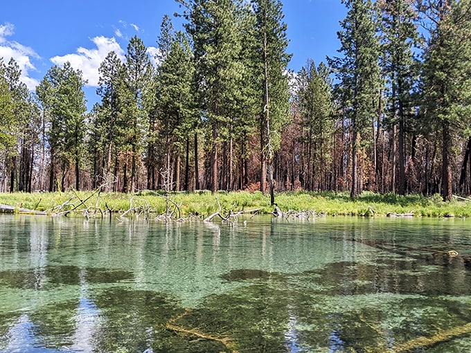 Crystal clarity that would make diamond merchants jealous &ndash; Collier Memorial's spring-fed waters invite you in.