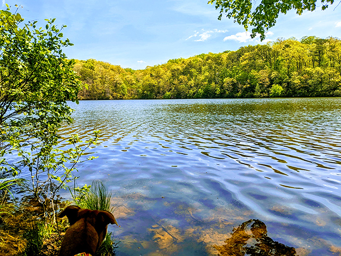 Sunlight dapples this serene lake surface, creating a kaleidoscope of sparkles that outshines any disco ball.