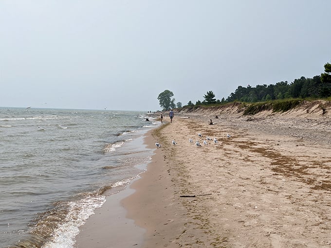 Lake Michigan's shoreline at Point Beach stretches toward the horizon like nature's own version of an endless buffet.