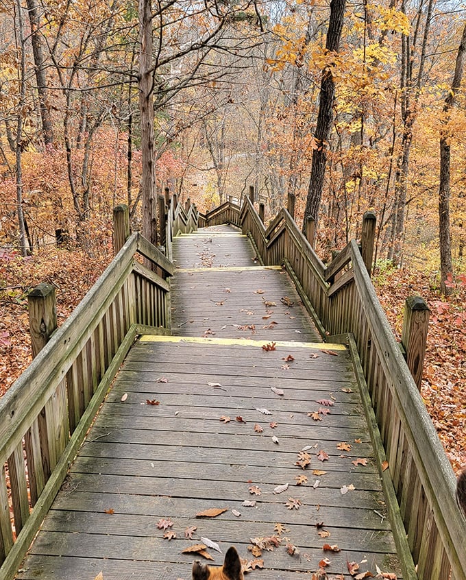 Autumn's golden carpet decorates this wooden walkway at Rock Bridge. Nature's red carpet treatment for everyday explorers!