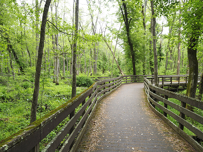 Wooden boardwalk through lush greenery&mdash;like walking through Jurassic Park, but with fewer velociraptors.