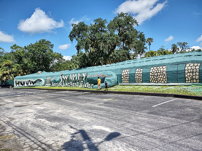 Florida's most photogenic predator never needs to worry about finding its next meal.
