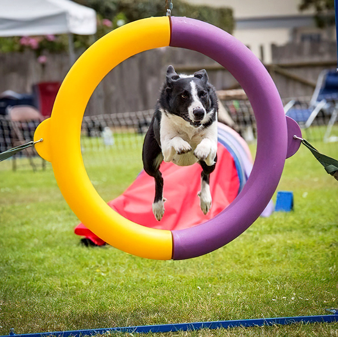 Local dog shows bring community spirit to life, proving that small towns do entertainment with genuine heart.