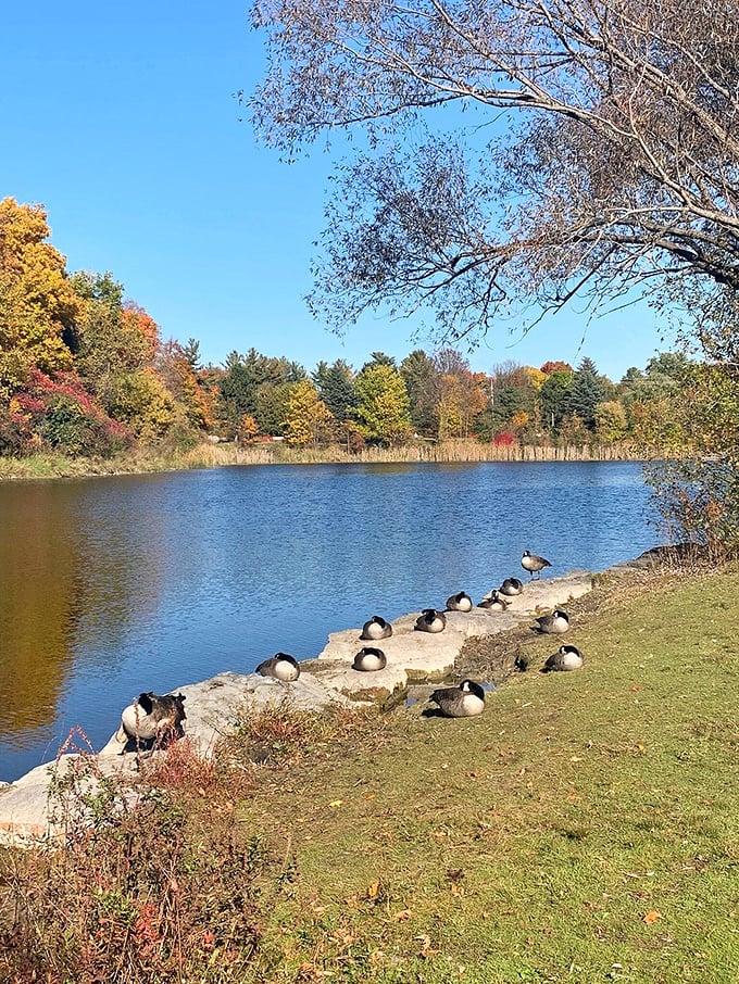 Beaver Pond's resident geese have clearly found their retirement spot too&mdash;waterfront property with excellent lounging opportunities.