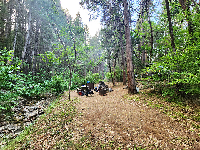 Primitive camping at its finest. No luxury glamping here&mdash;just you, towering pines, and stars that don't need a filter.