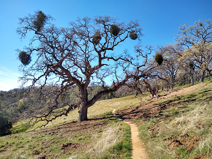 An ancient oak stands sentinel over the trail, its twisted branches telling stories of centuries past. California's natural history in living form.