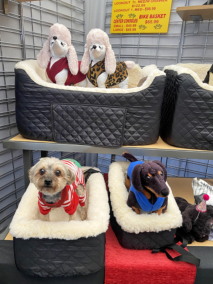 Pampered pooches living their best lives in plush beds—even the stuffed animals look like they're contemplating a midday nap.