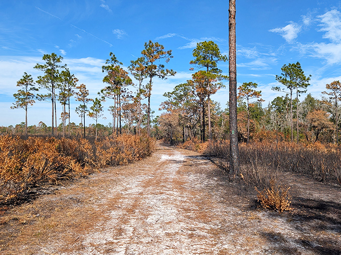 The park's sandy trails reveal Florida's desert-like side. During dry seasons, these paths offer glimpses into the state's diverse ecosystems.
