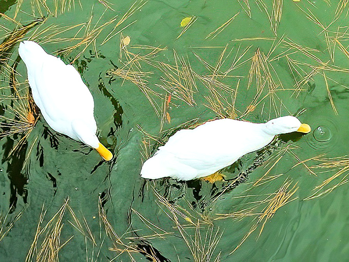 Two elegant white ducks glide across emerald waters, nature's reminder that the simple pleasures in life are often the most satisfying.